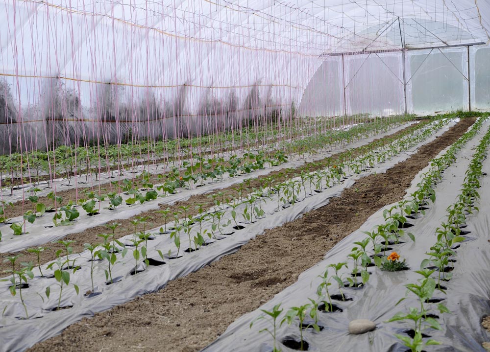 Vegetable Farming In Plastic